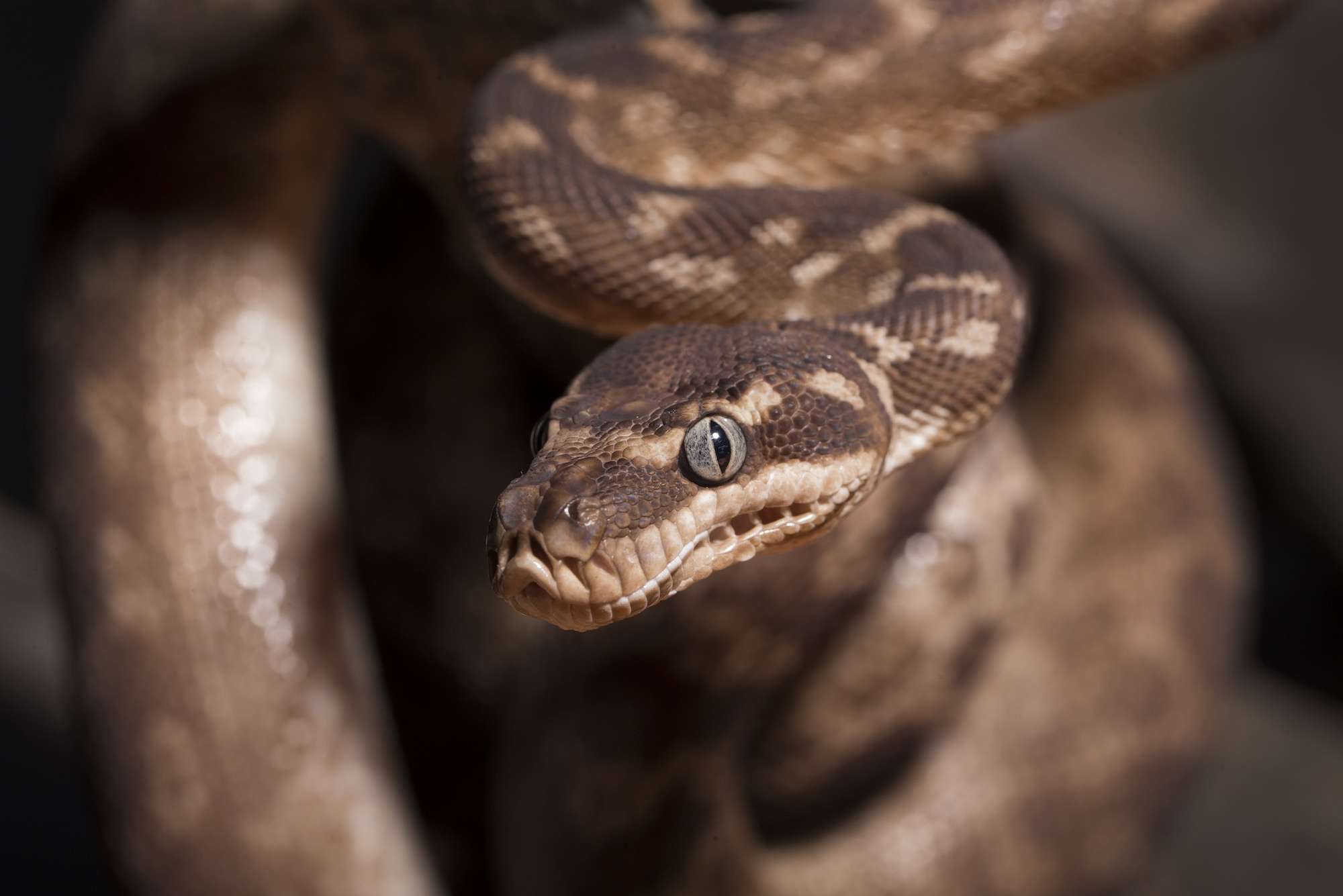 Newsela | It's so hot in Australia that snakes are seeking refuge in ...