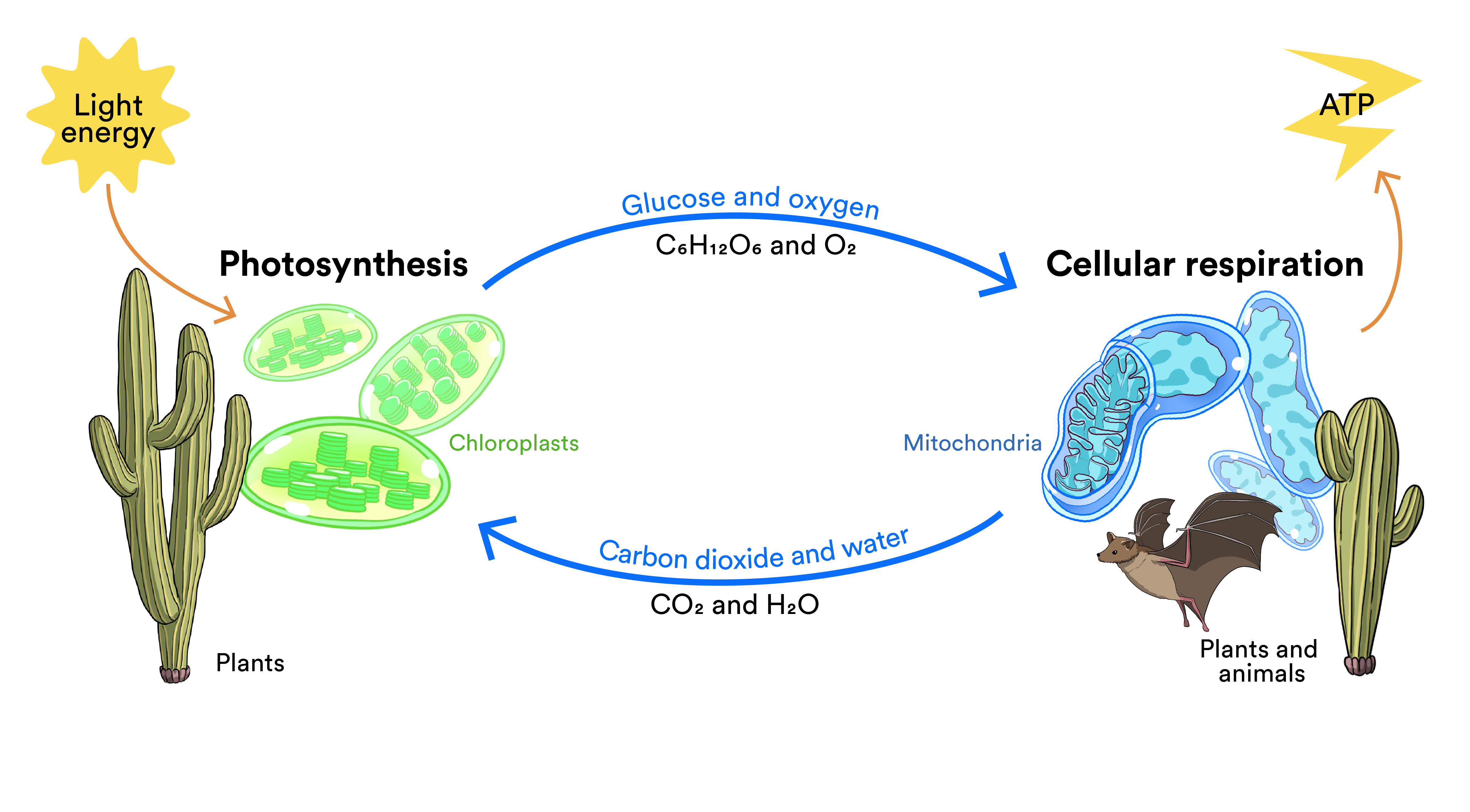 Newsela | The cycle of photosynthesis and cellular respiration