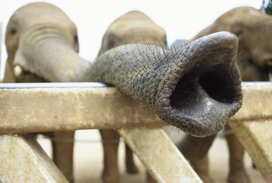 Newsela | Engineers surprised by the power of an elephant’s trunk Newsela | Engineers surprised by the power of an elephant’s trunk